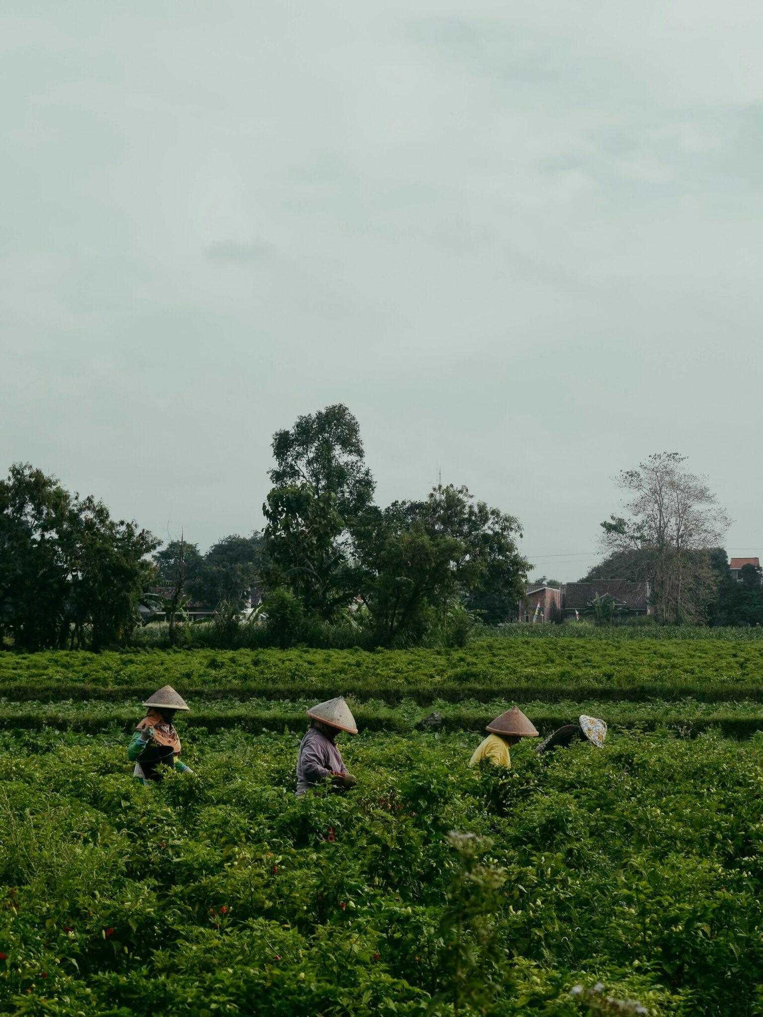 Crop and Animal Production - Donwise Global Partners